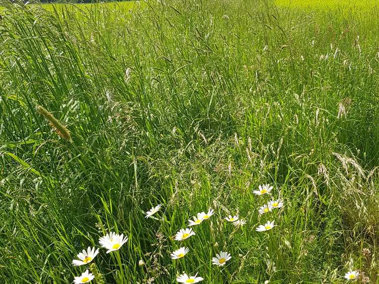 Am "Großen Berlach" mit schönen Blickachsen : Radtouren und Radwege ...
