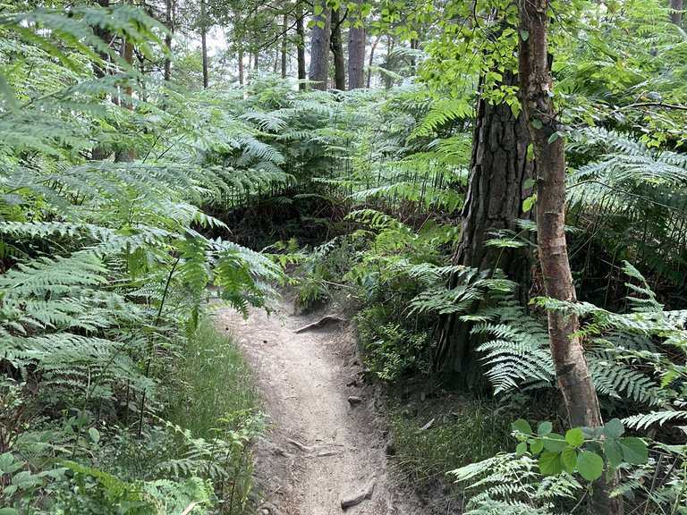 Barry Knows Best Trail Mountain Bike Trails & Tracks | Komoot