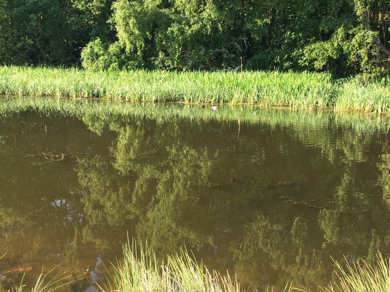 Ryton Willows: Wanderungen und Rundwege | komoot