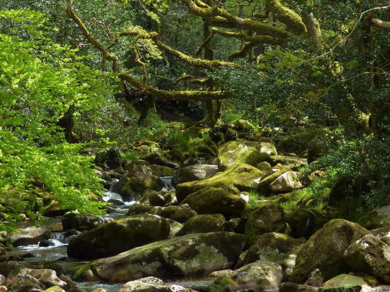 Dewerstone Rock & Shaugh Bridge loop from Cadover Bridge — Dartmoor ...