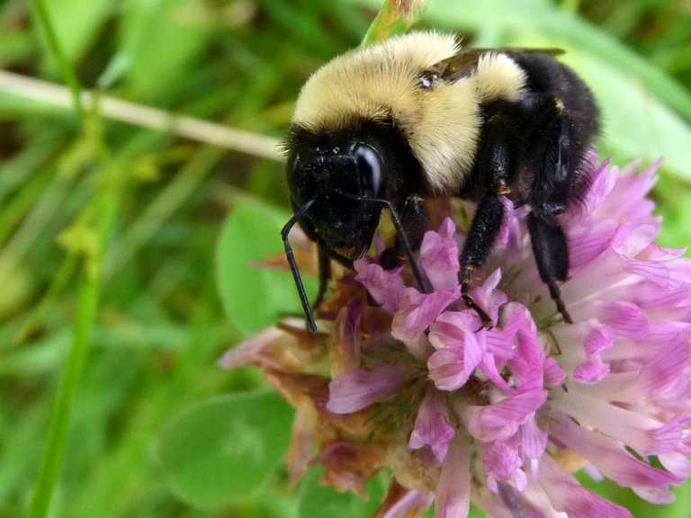 Snake Den Trail — Snake Den State Park | hike | Komoot