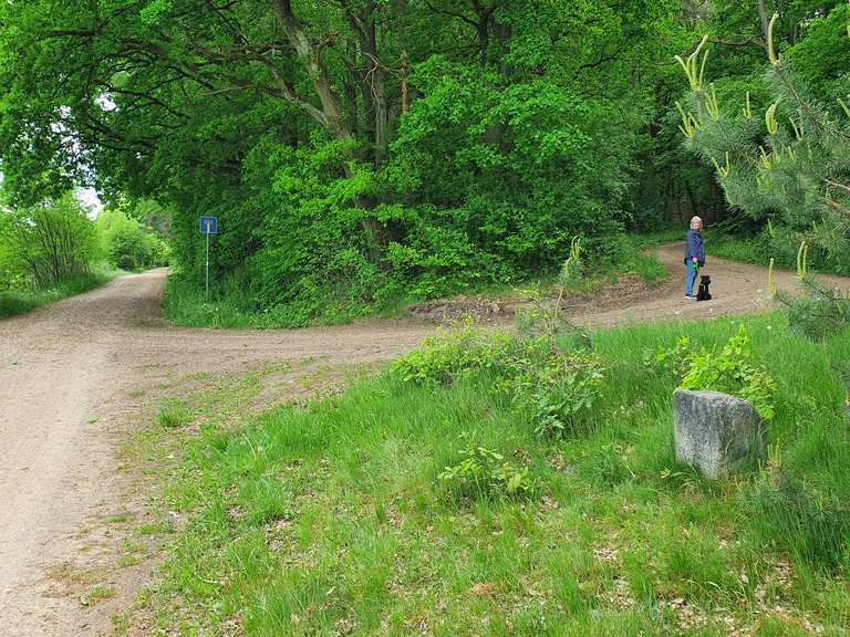 Gedenkstein Limes Saxoniae bei Hornbek: Wanderungen und Rundwege | komoot