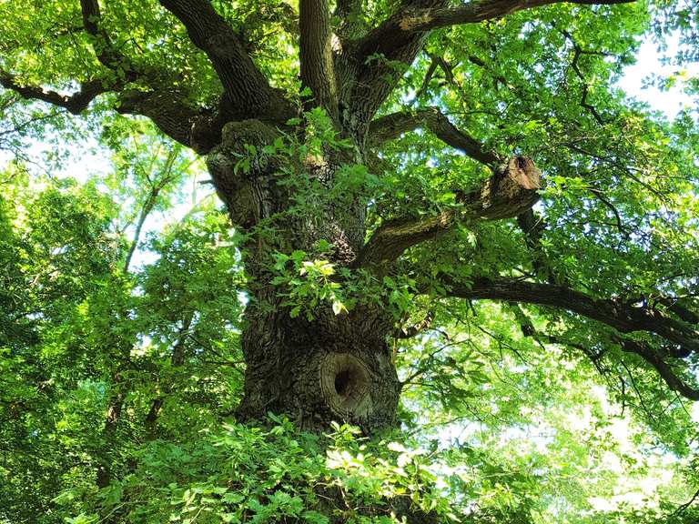 Alter Baum Naturdenkmal : Radtouren und Radwege | komoot