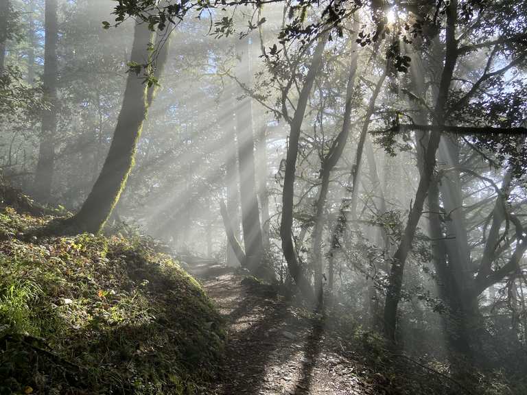Craig Britton Trail & North Ridge Trail loop — Purisima Creek Redwoods ...