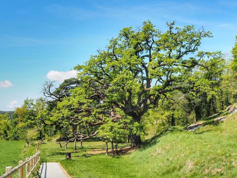 Giant Oak of La Senyora – Hiking & Cycling Routes | Komoot