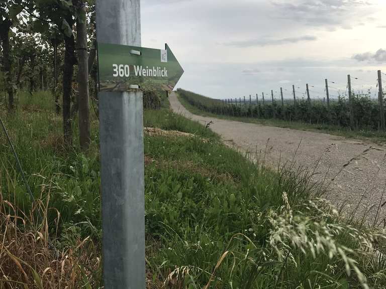 Panoramaweg am Batzenberg - Badische Weinstrasse: Wanderungen und ...