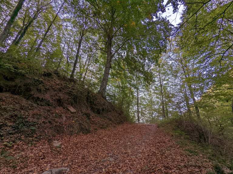 Bosque de la Grevolosa - circular | hike | Komoot