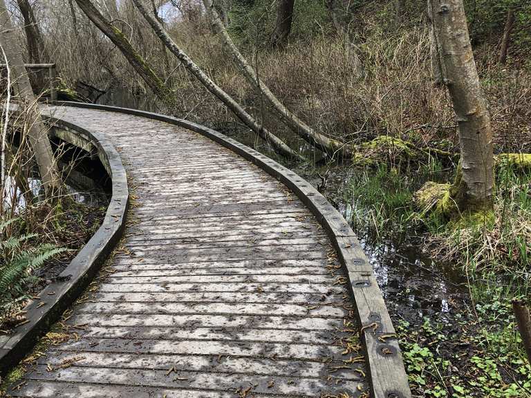 Pętla Piper’s Creek i North Traverse Trail — Carkeek Park | wycieczka ...