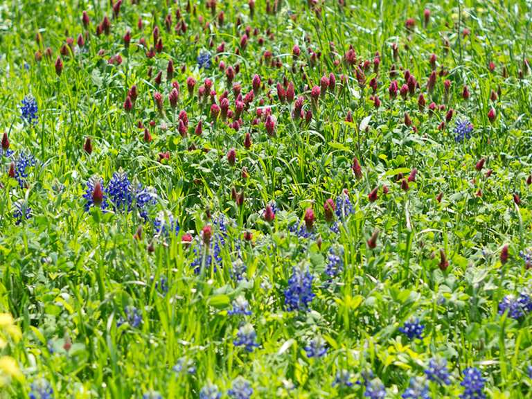 Rowlett Creek Trail loop — Oak Point Park e Nature Preserve | caminhada ...