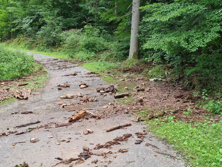 Forest trail along the Aich – Cycling Routes & How to Get There | Komoot