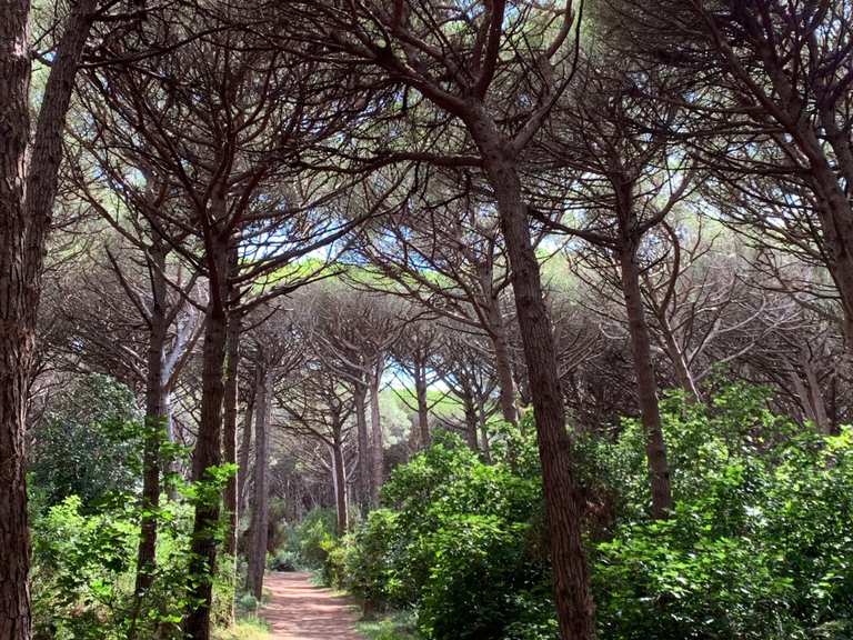 Pineta di Cecina: Mountainbike-Touren und -Trails | komoot