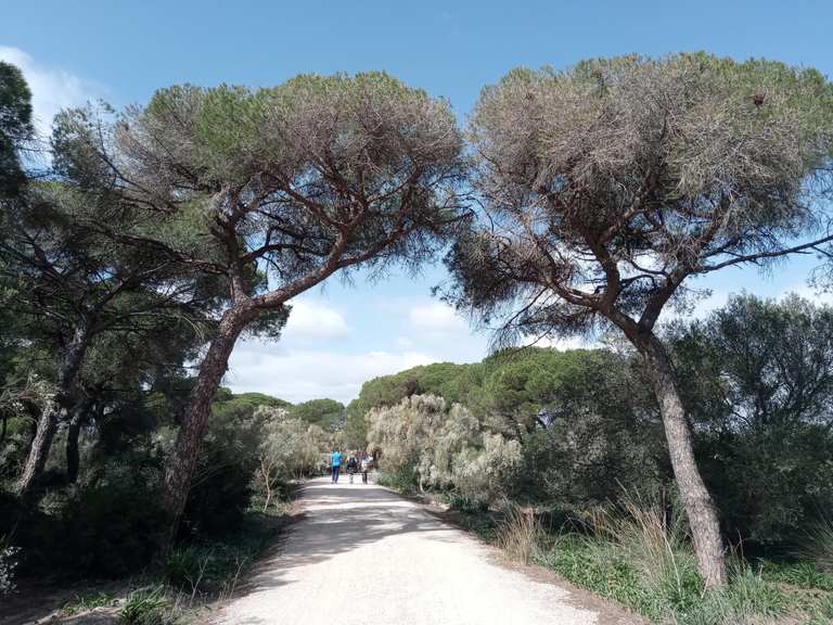 Parque Natural de la Bahía de Cádiz – circular por el Pinar de la ...