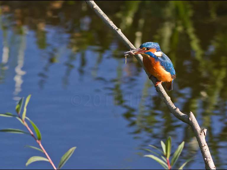 The River Hull & Tophill Low Nature Reserve loop from Beverley | hike ...