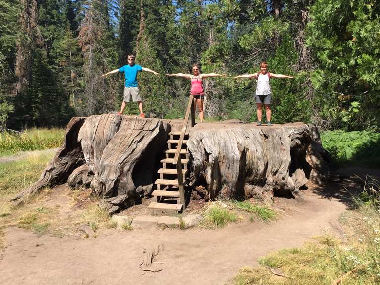 Big Stump Trail Loop - Grant Grove — Kings Canyon National Park ...