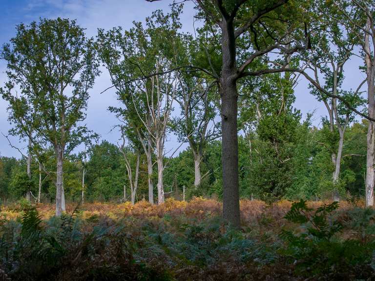 Natuurreservaat Ronde Put: Rutas de senderismo y caminatas | Komoot