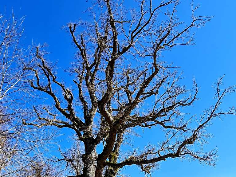 Methuselah Tree - Mountain Bike Trails & Tracks | Komoot