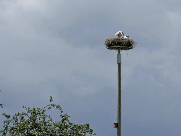 Der Neckar bei Binau – Am Neckar entlang Loop from Obrigheim | bike ...