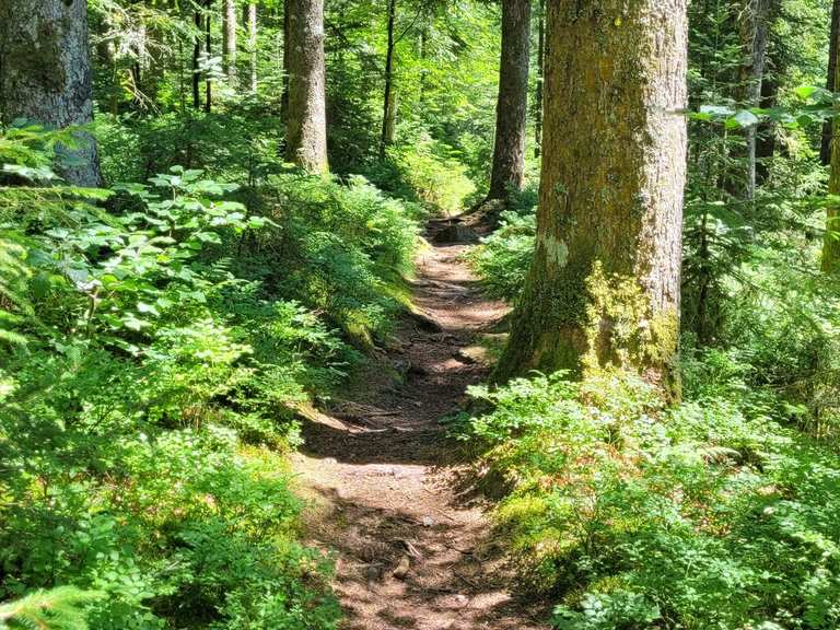 écoutant les sapins géants à Freudenstadt - Sentiers de découverte dans ...