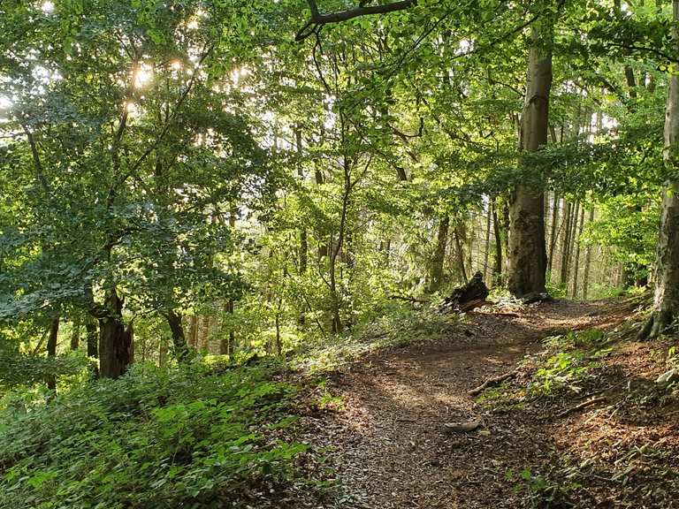Moel y Golfa Wood: Wanderungen und Rundwege | komoot
