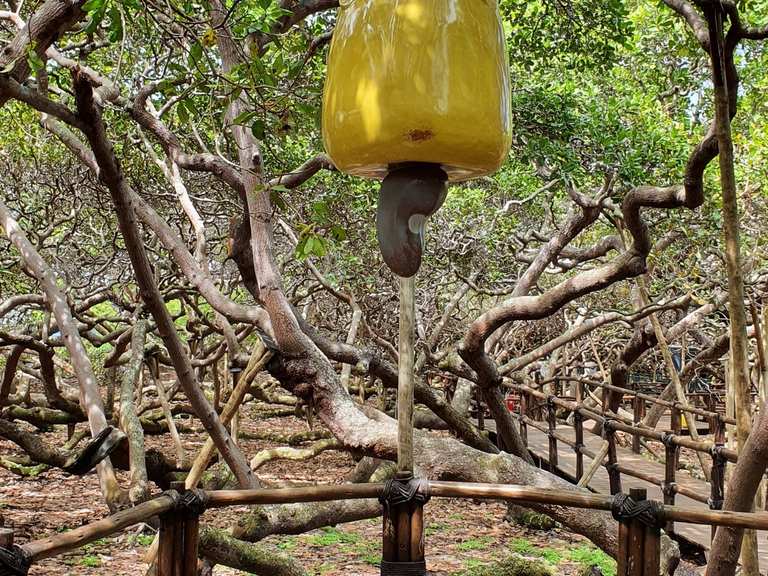 Der größte Cashew Baum 🌳 der Welt : percorsi escursionistici e trekking ...