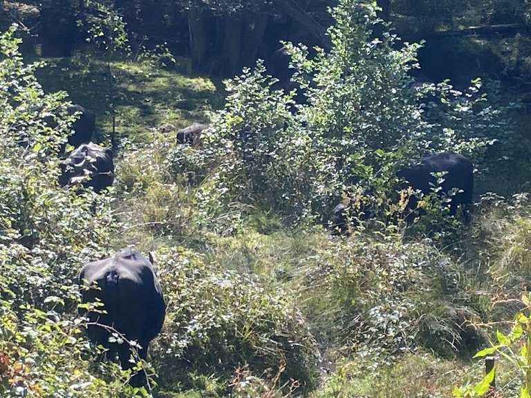 Wasserbüffel im Hafenlohrtal bei Winheim: MTB-routes en trails | Komoot