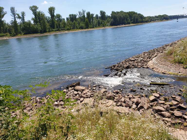 Queich-Mündung / Ende Queichtalradweg : Radtouren und Radwege | komoot