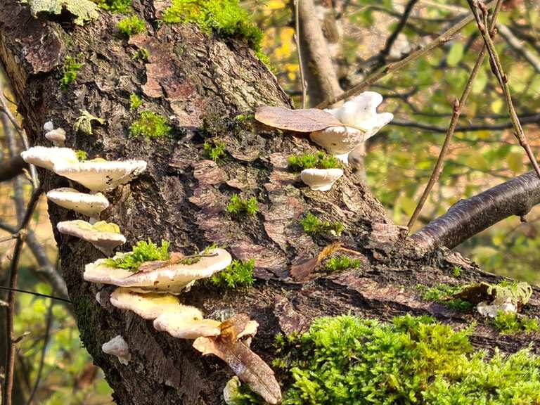 Grand Oupia wood – Eau d'Heure Lakes region | hike | Komoot