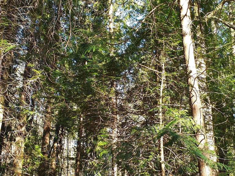 Área de descanso en el Jardín Botánico Forestal Erbsland: Rutas de ...