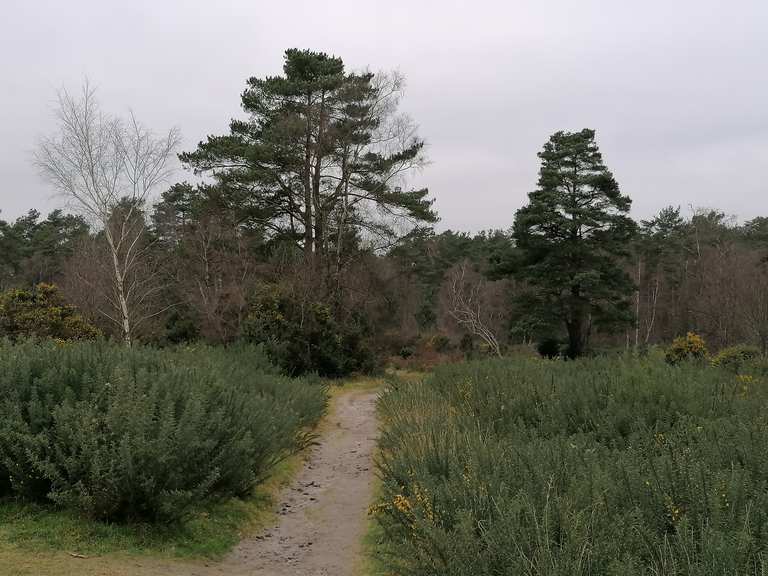 Marley Common Routes for Walking and Hiking | Komoot