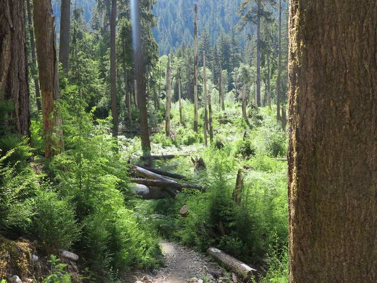 Irely Lake Pfad - Olympic National Park | Wanderung | Komoot