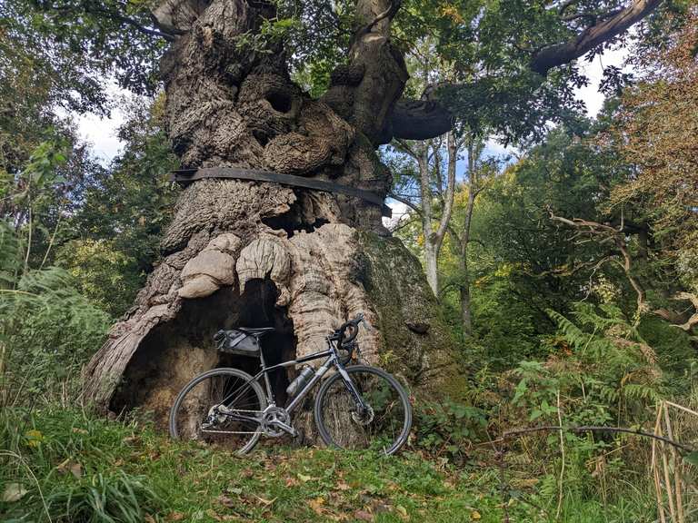 Savernake Forest loop from Marlborough — North Wessex Downs AONB | hike ...