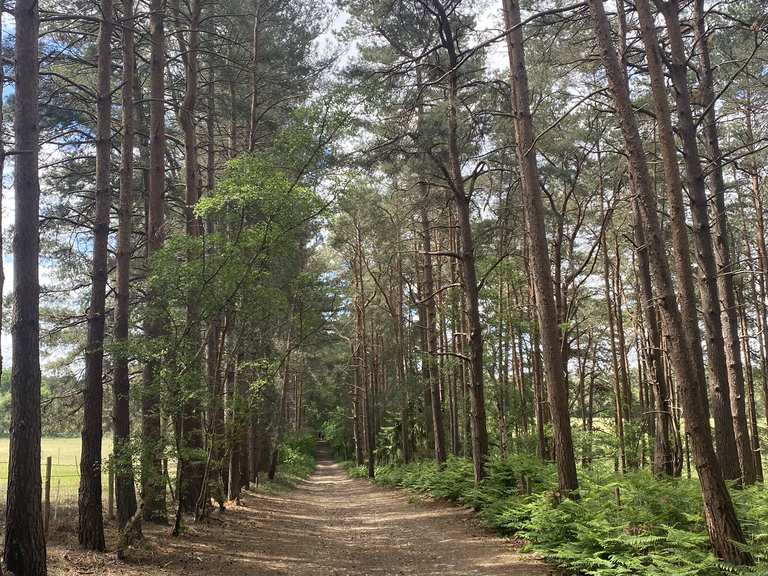 Hankley Common & Thursley Common loop from Tilford | hike | Komoot