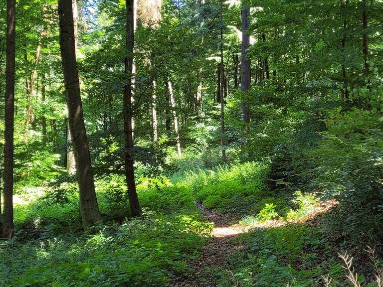 Pure 8-erbahn: Mountainbike-Touren und -Trails | komoot