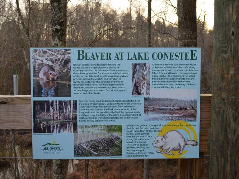 Conestee Nature Preserve Viewpoint Routes for Walking and Hiking | Komoot