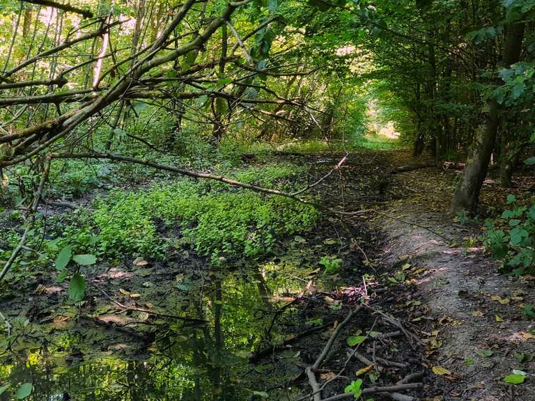 Wild path parallel to the gravel path - Routes for Walking and Hiking ...