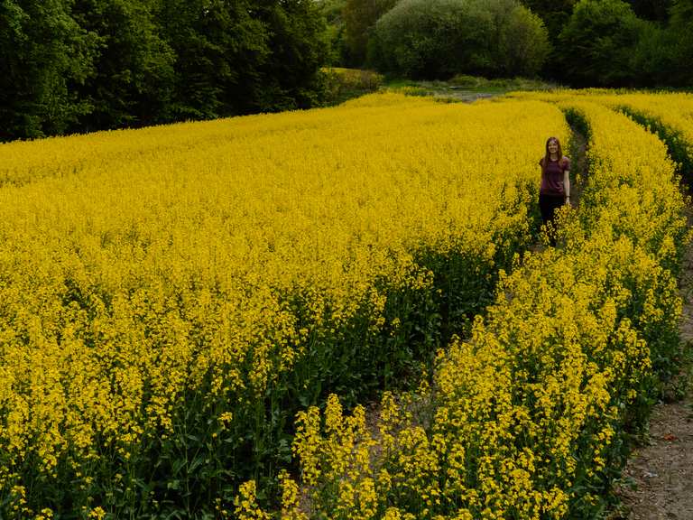Landschaft in Gelb Routes for Walking and Hiking | Komoot