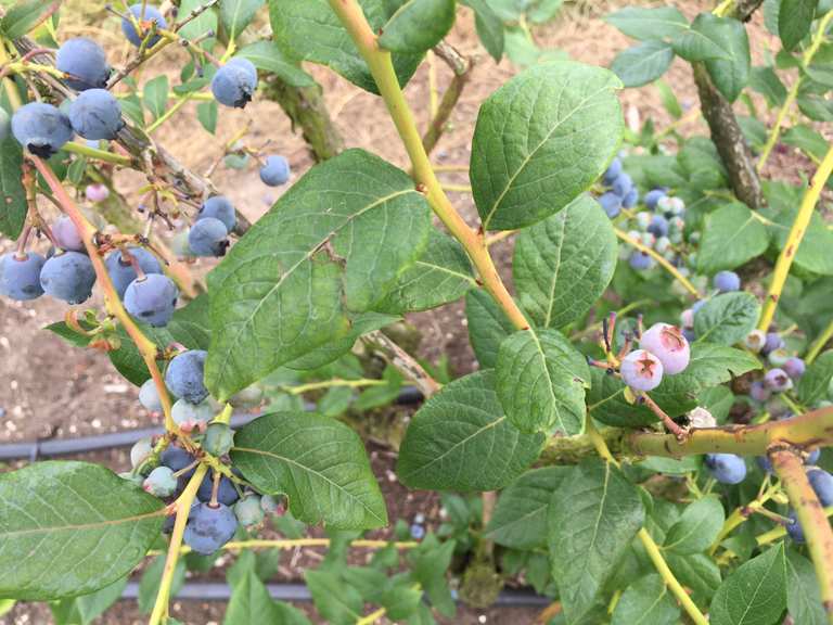 Blaubeeren Plantage - Cycle Routes and Map | Komoot