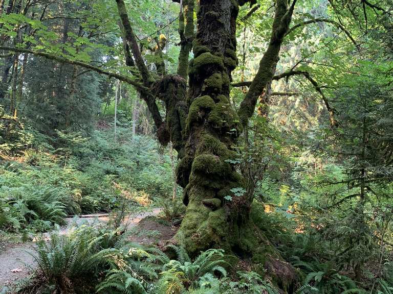 Wildside, Marshall's Hill, De Leo Wall & Indian Trails loop — Cougar ...