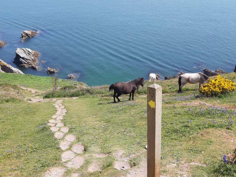 Coleton Fishacre, Froward Point & the Daymark Tower Schleife von ...