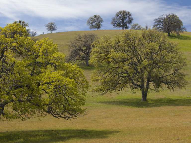 Brushy Sky High — Cache Creek Wilderness | Wanderung | Komoot