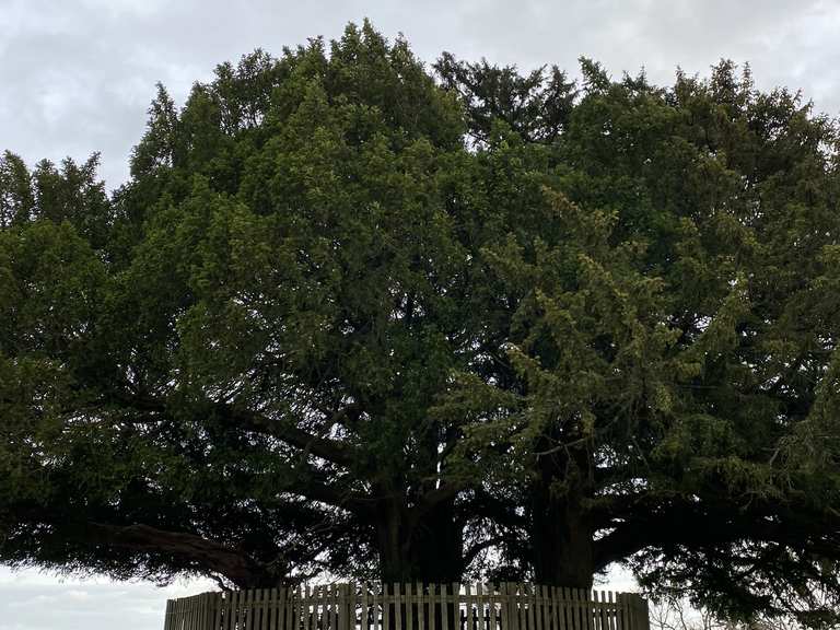 Lyndhurst, Boltons Bench & Matley Wood loop — New Forest National Park ...