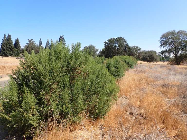 River Bend Park via American River Trail — Shutter's Landing Regional ...