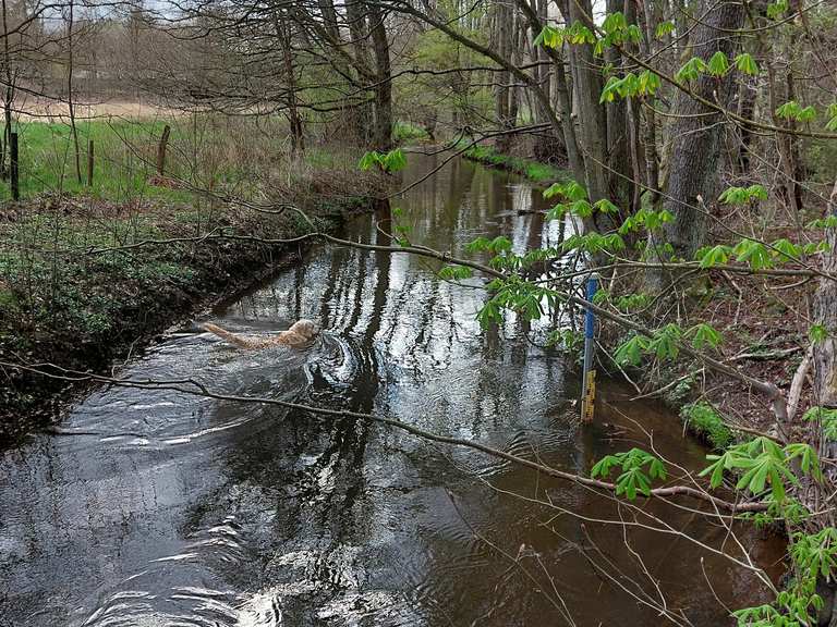 Luhe Bridge – Hiking & Cycling Routes | Komoot