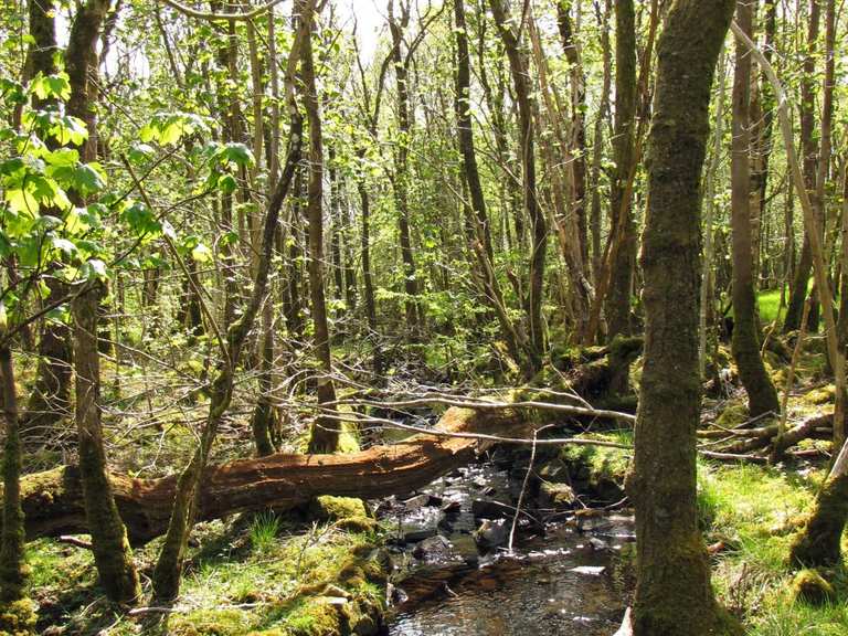 Beaver Trail Running Loop – Port Gamble Forest Heritage Park | run | Komoot