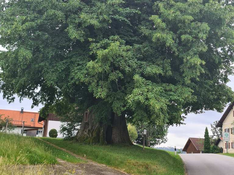 Tausendjährige Linde: Wanderungen und Rundwege | komoot