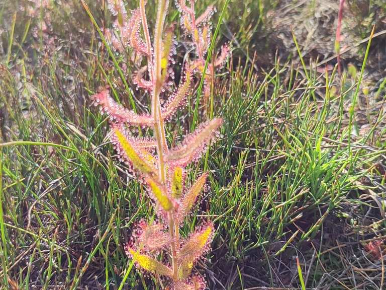 Sentier des Plateaux - Itinéraires de rando et marche | Komoot