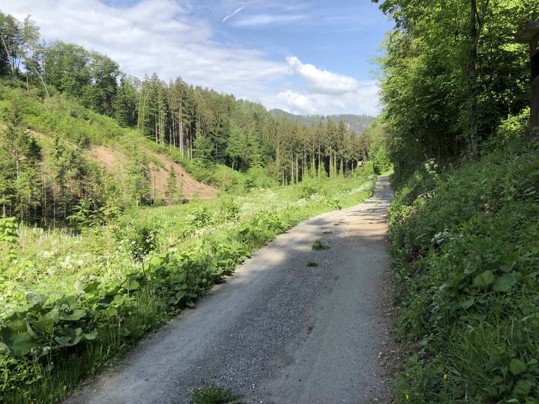 Waldweg nach Friesach : Radtouren und Radwege | komoot