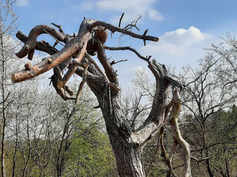 Oller knochiger abgestorbener Baum: Wanderungen und Rundwege | komoot