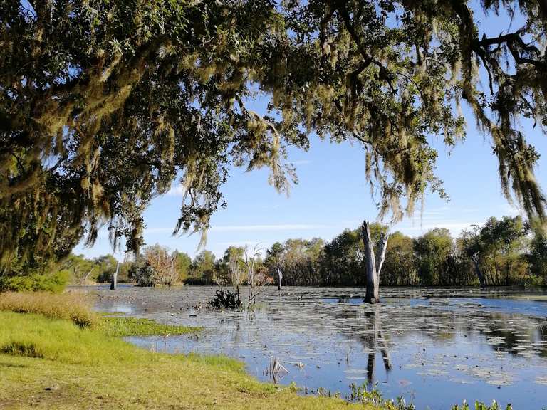 Elm Lake and 40 Acre Lake loop — Brazos Bend State Park | hike | Komoot