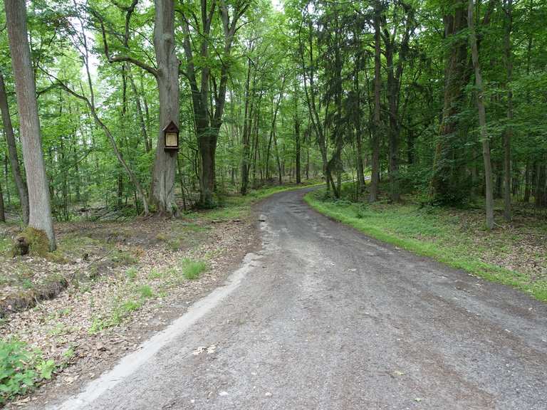 Junction of Forest Roads in Cedyński Park Krajobrazowy - Cycle Routes ...